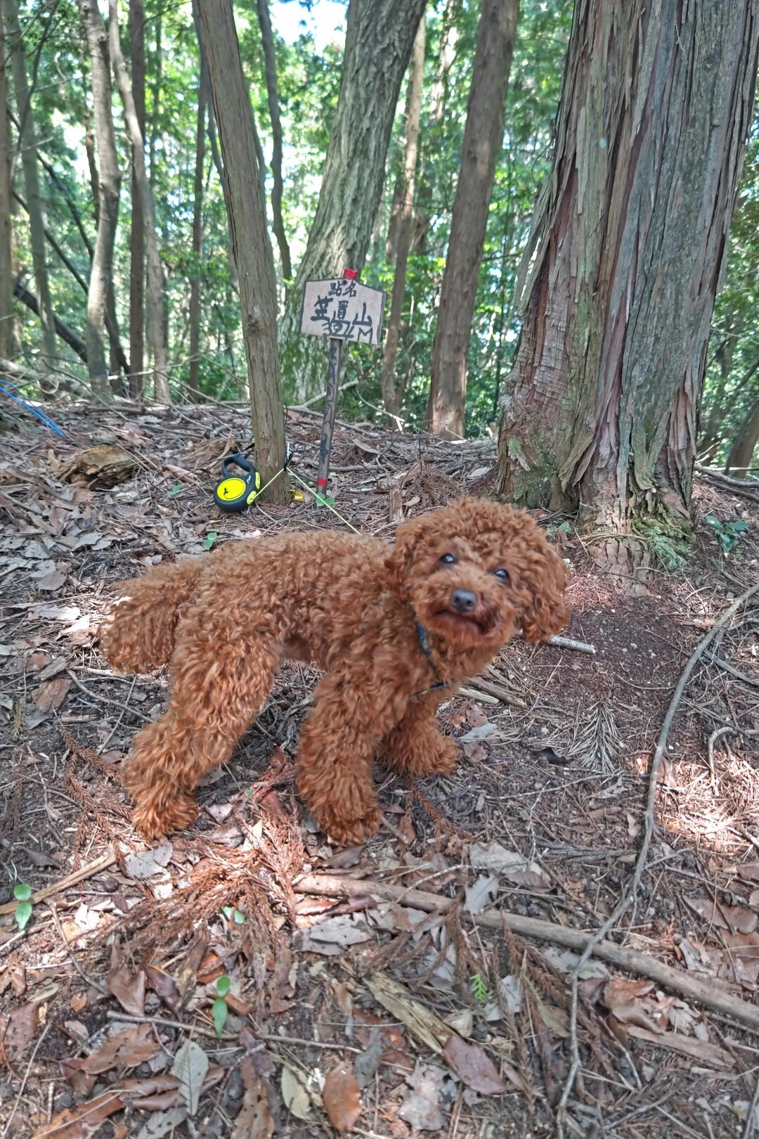 笠置山-2023-06-19 / keijiさんの笠置山の活動データ | YAMAP / ヤマップ