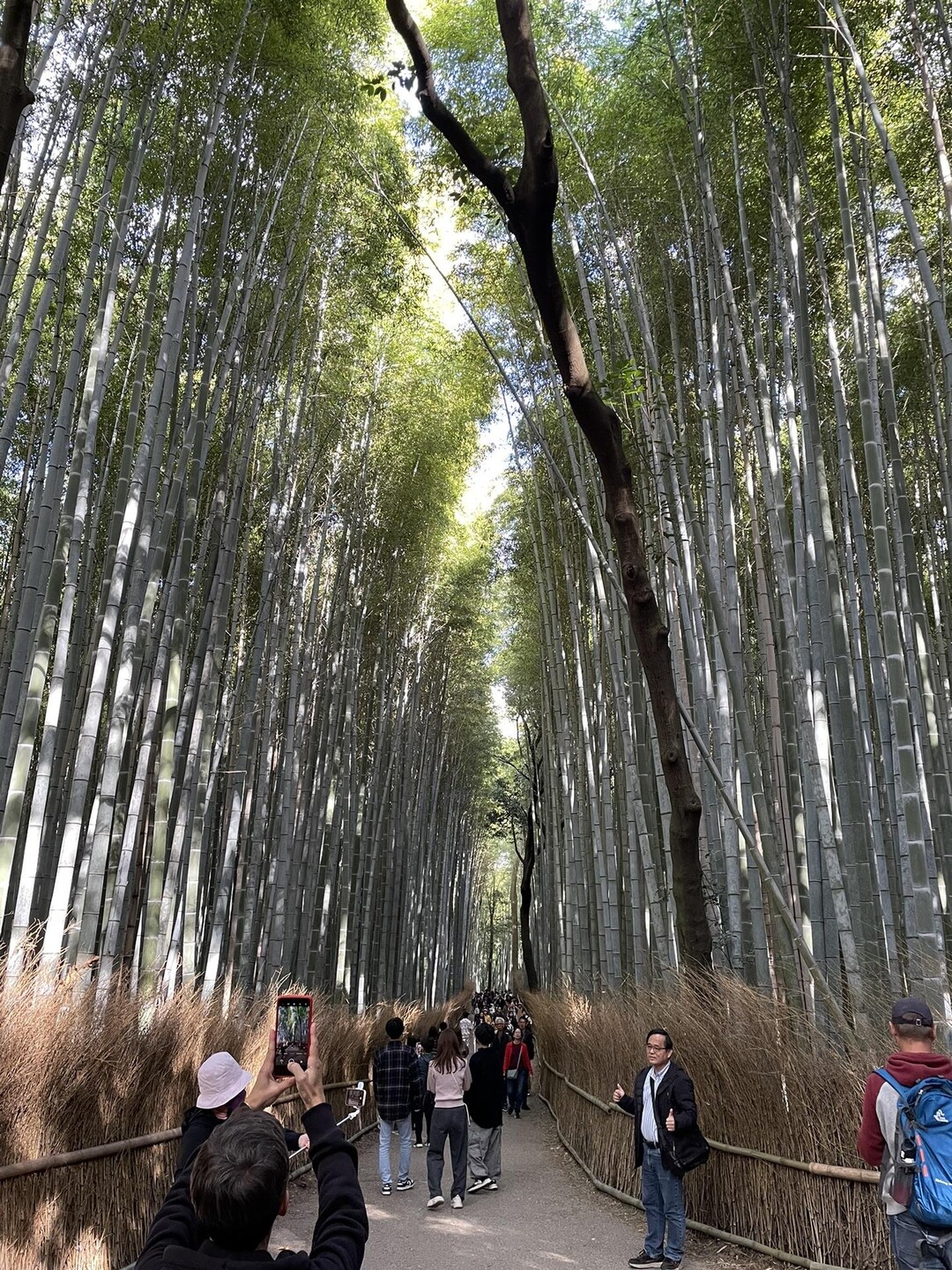 京都一周トレイル Day3 / あんなさんの京都一周トレイルの活動データ | YAMAP / ヤマップ