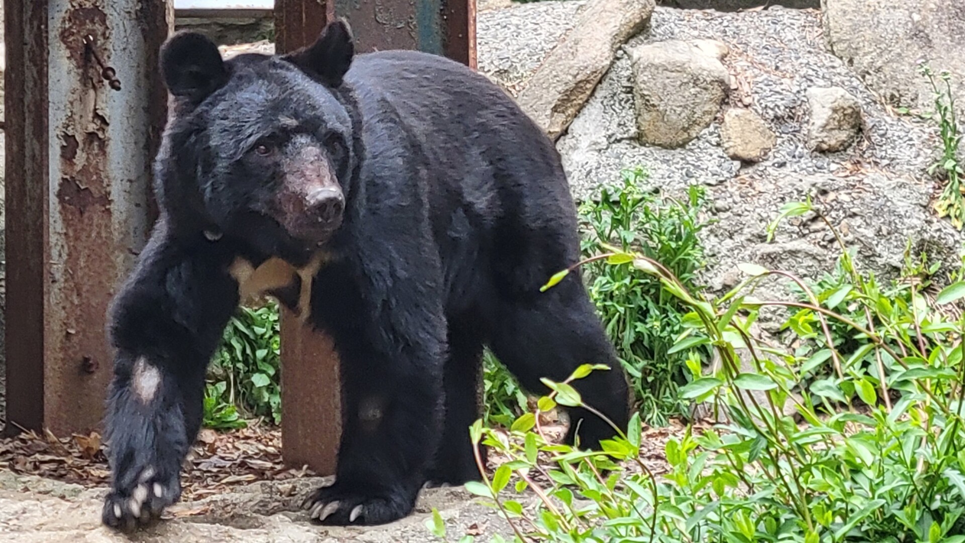 荒谷山 里キン2 / NOMさんの荒谷山・岳山の活動データ | YAMAP / ヤマップ