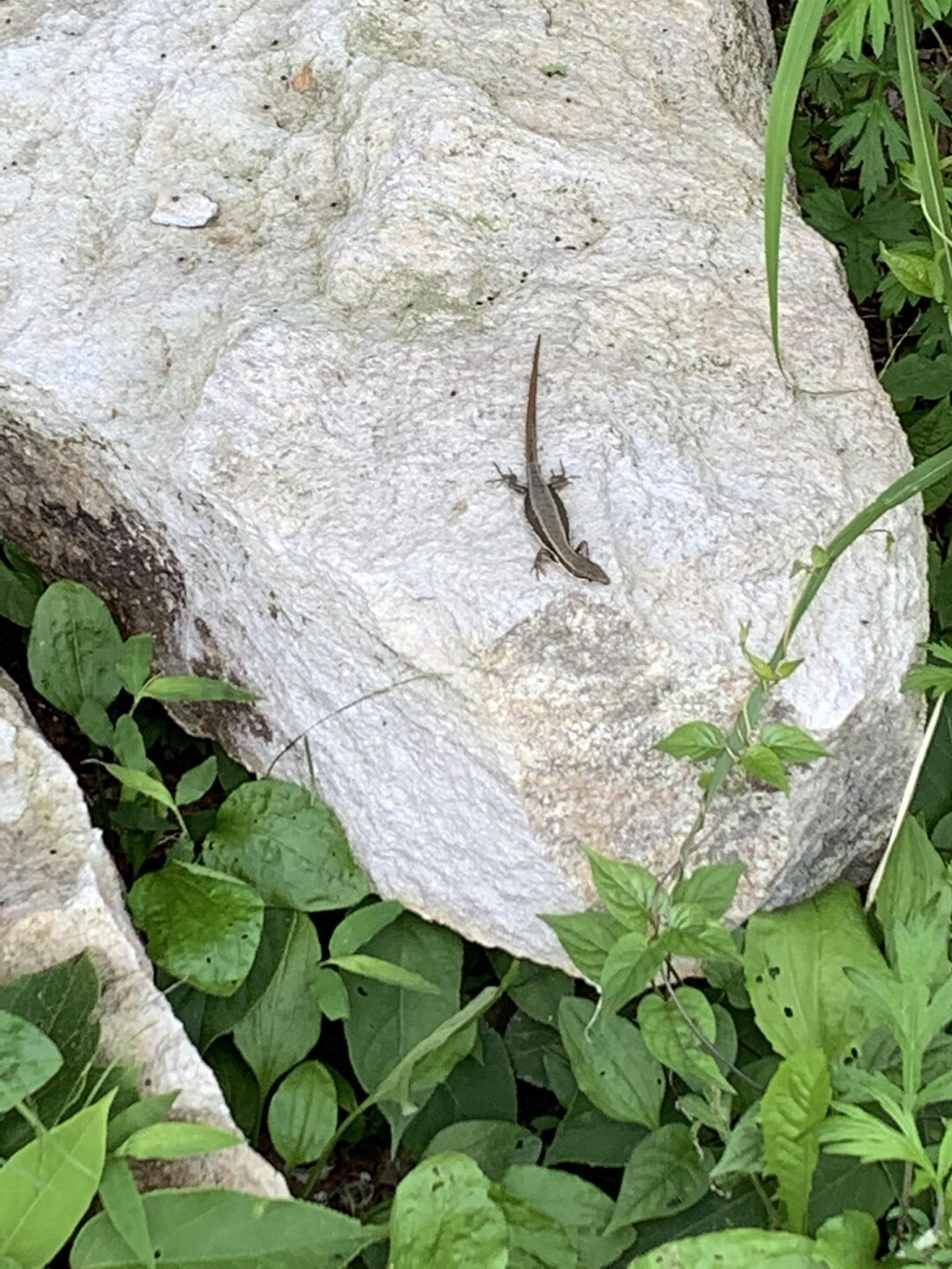 白兀山・蛇尾山・奥医王山（医王山） / godeyeさんの医王山・白兀山・箱屋谷山の活動データ | YAMAP / ヤマップ