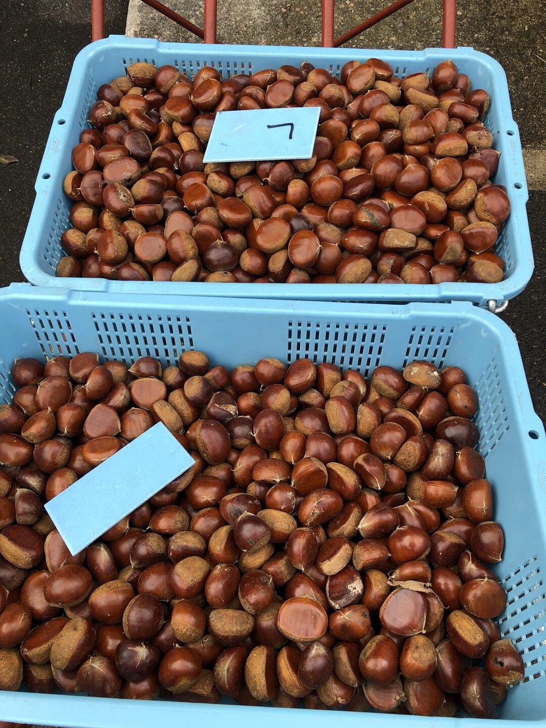 天気悪いので山は休み。 親戚の栗山へ。 ... / カワオさんのモーメント | YAMAP / ヤマップ