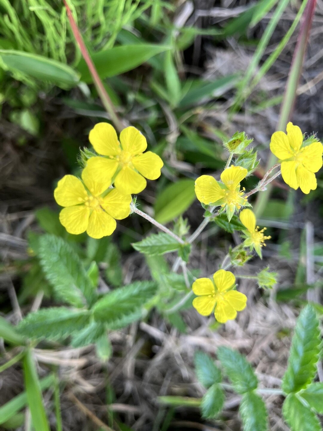 ツチグリ バラ科 分布域 本州(近畿).... / ふぇありぃさんのモーメント | YAMAP / ヤマップ