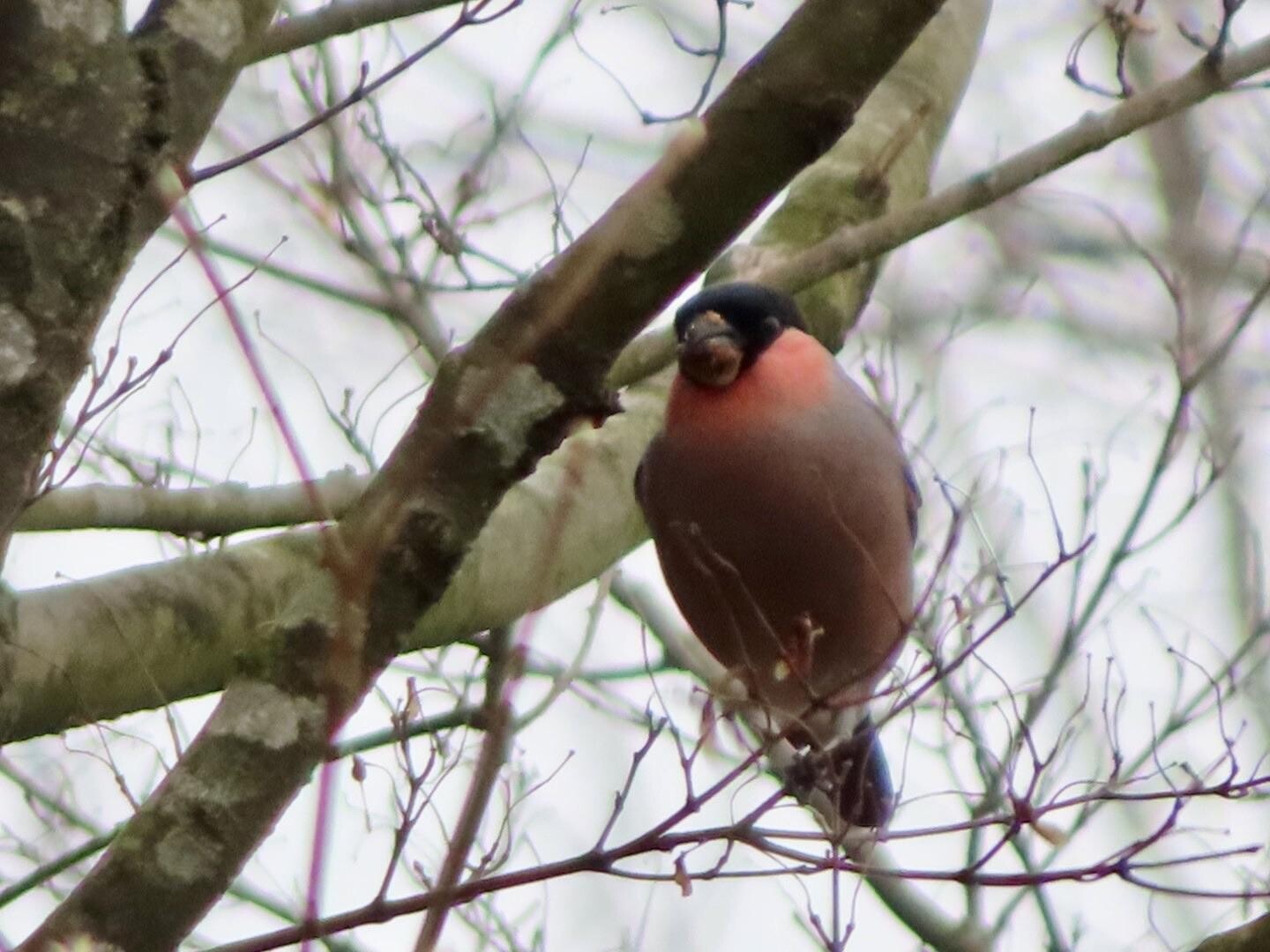 大阪南部の山で鳥活🐧🐤🐦 / otaksaさんの槇尾山（槙尾山）・和泉葛城山・神於山の活動データ | YAMAP / ヤマップ
