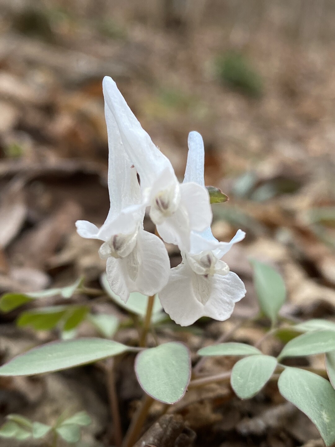 2022.4.16〜17 行者ニンニク採... / やんやんさんのモーメント | YAMAP / ヤマップ