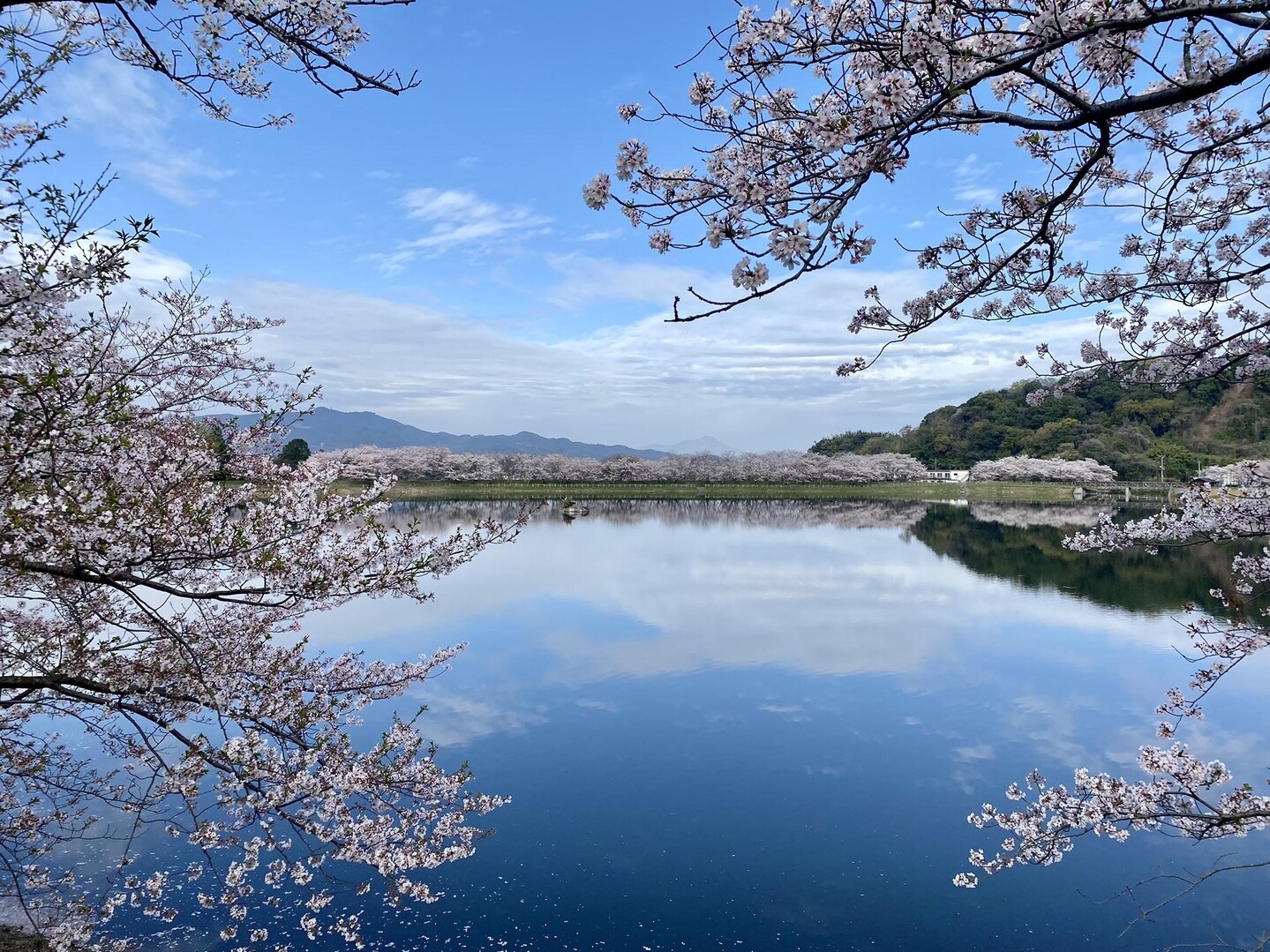 桜を愛でる日 .*･ﾟ .*･ﾟ / Mihoさんの竜峰山・竜ヶ峰・八峰山の活動データ | YAMAP / ヤマップ