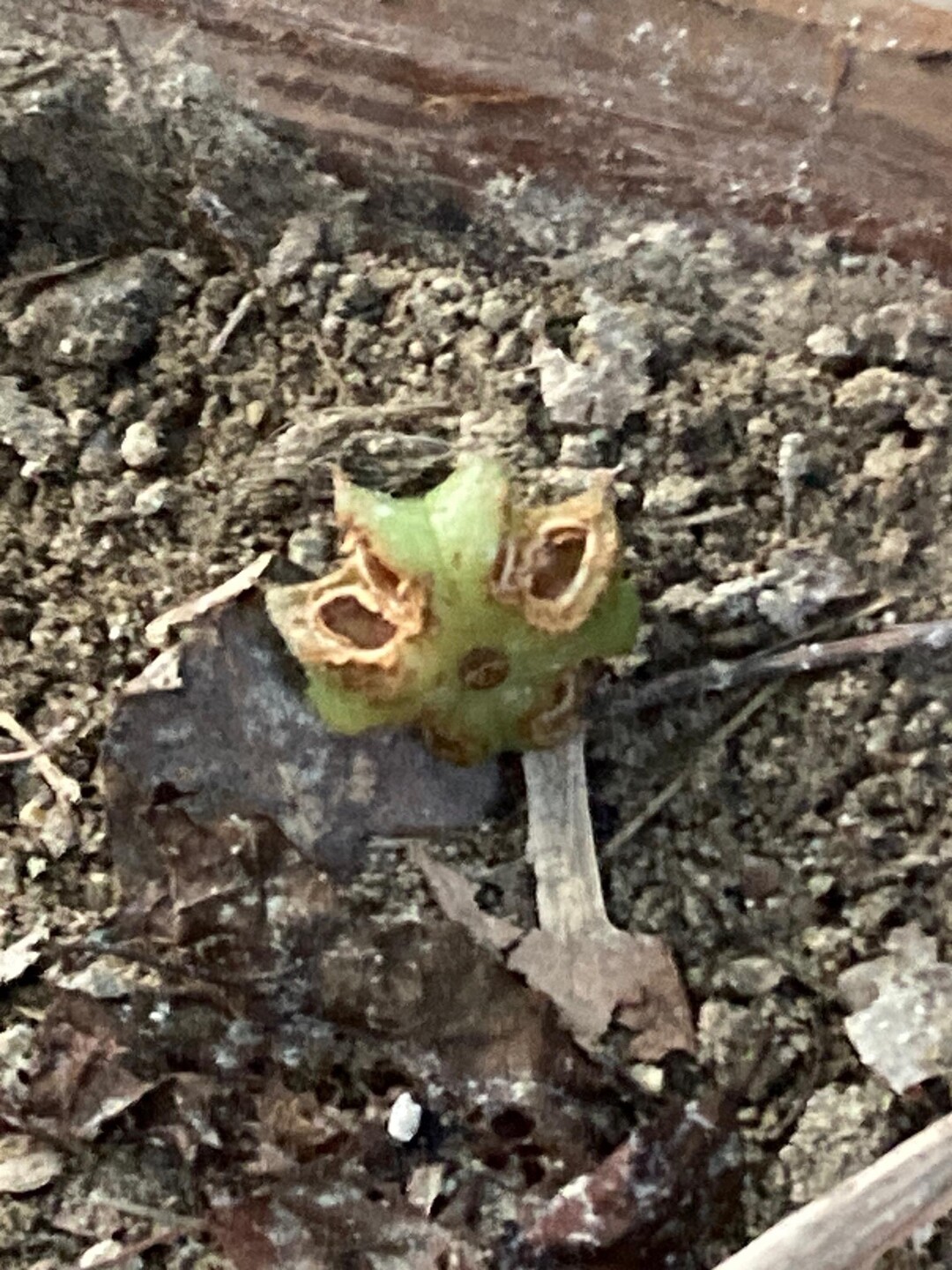 ちょい山活😆油山 / ozumaさんの油山・荒平山・片縄山の活動データ | YAMAP / ヤマップ