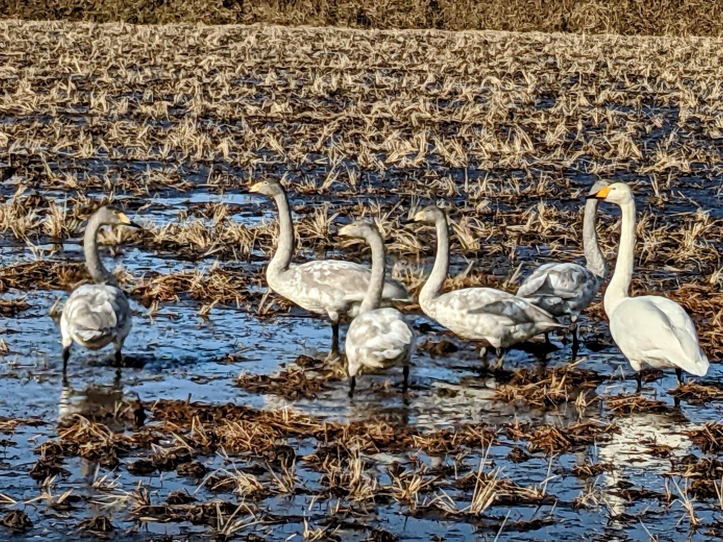 法要で実家に帰ったら、近くの田んぼにたく... / yugohさんのモーメント | YAMAP / ヤマップ