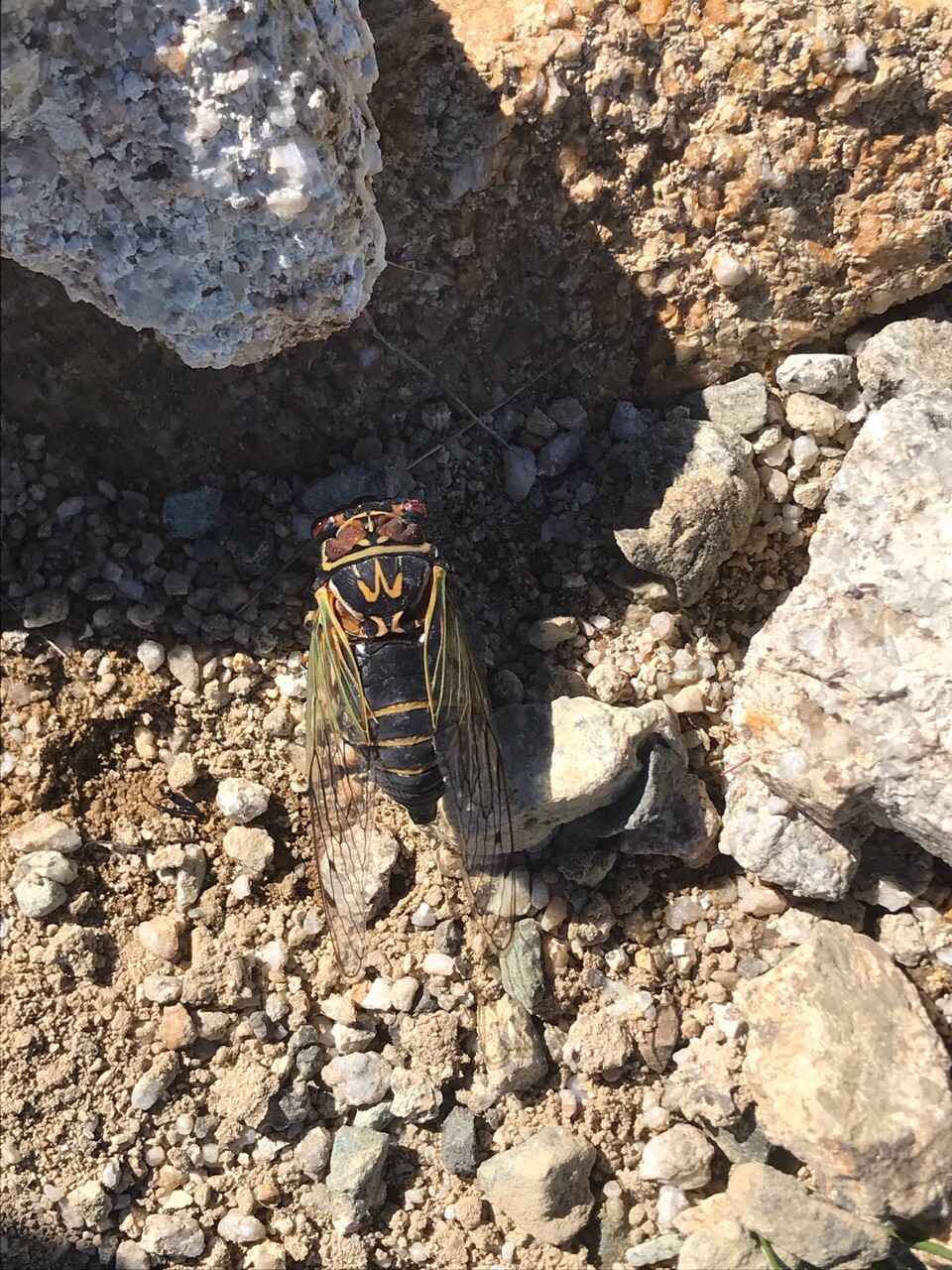 ヤスクン33のページ | YAMAP / ヤマップ