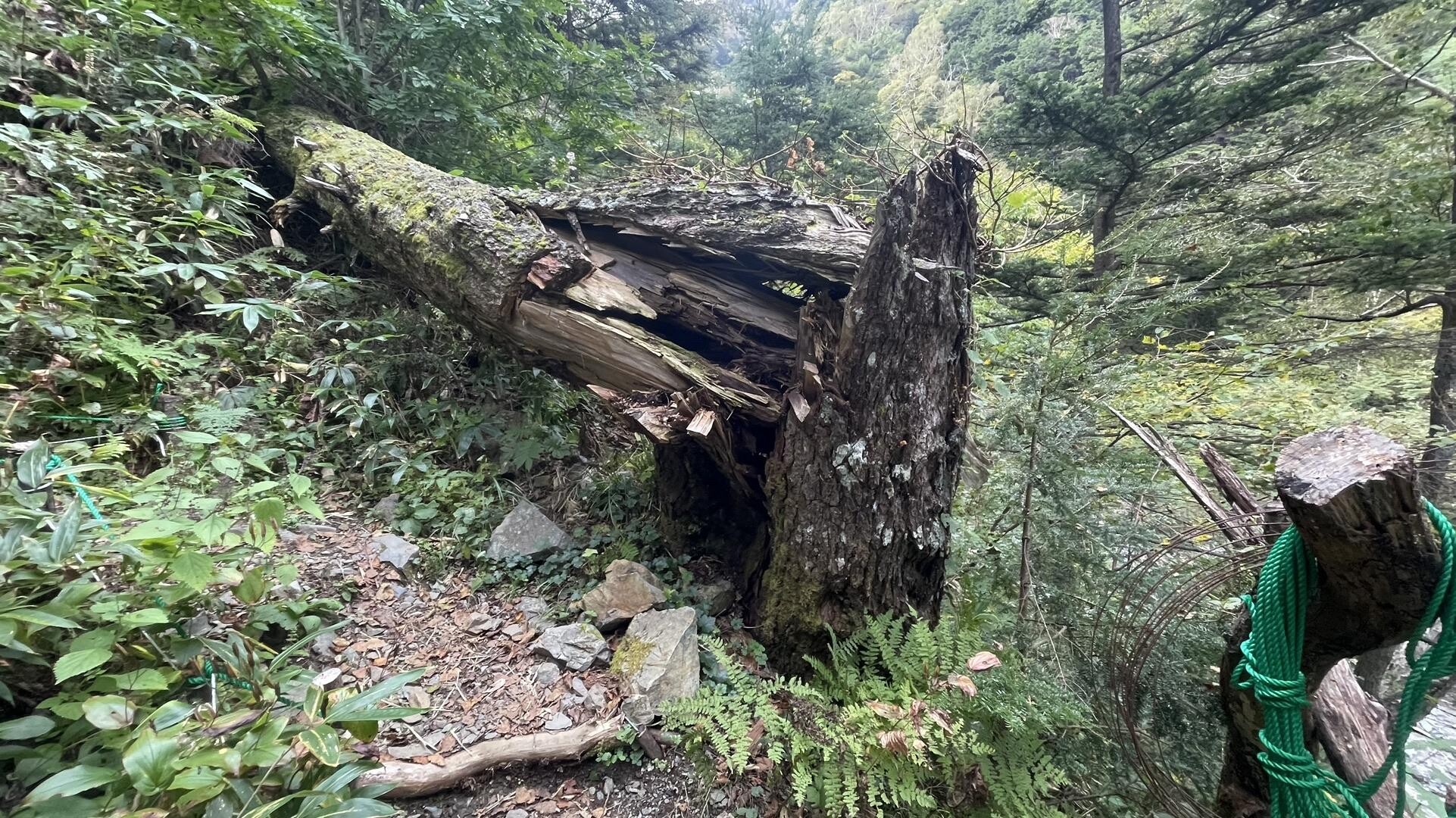 shiryoさんの投稿したフィールドメモ | YAMAP / ヤマップ