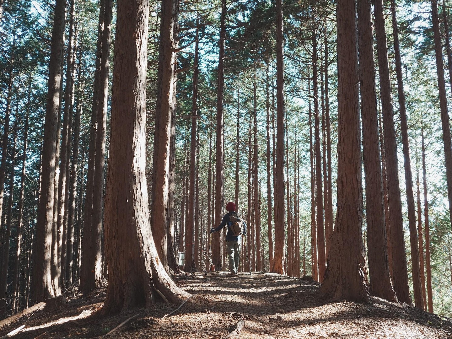 静寂の山歩きを楽しんできた😜 / 2543mさんの権現山・奈良倉山の活動データ | YAMAP / ヤマップ