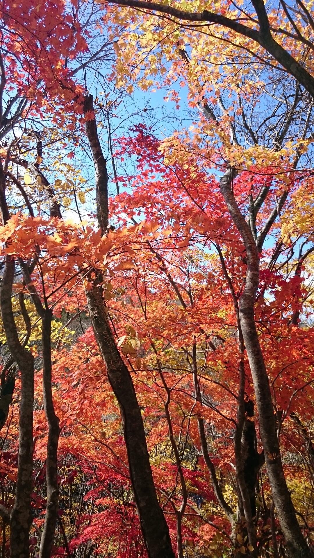 2022.11.13(日) 03:30 / yoneさんのモーメント | YAMAP / ヤマップ