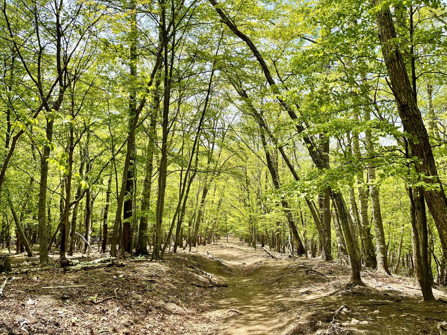 山の何気ない風景が好きです。 the 森... / HIRO88さんのモーメント | YAMAP / ヤマップ