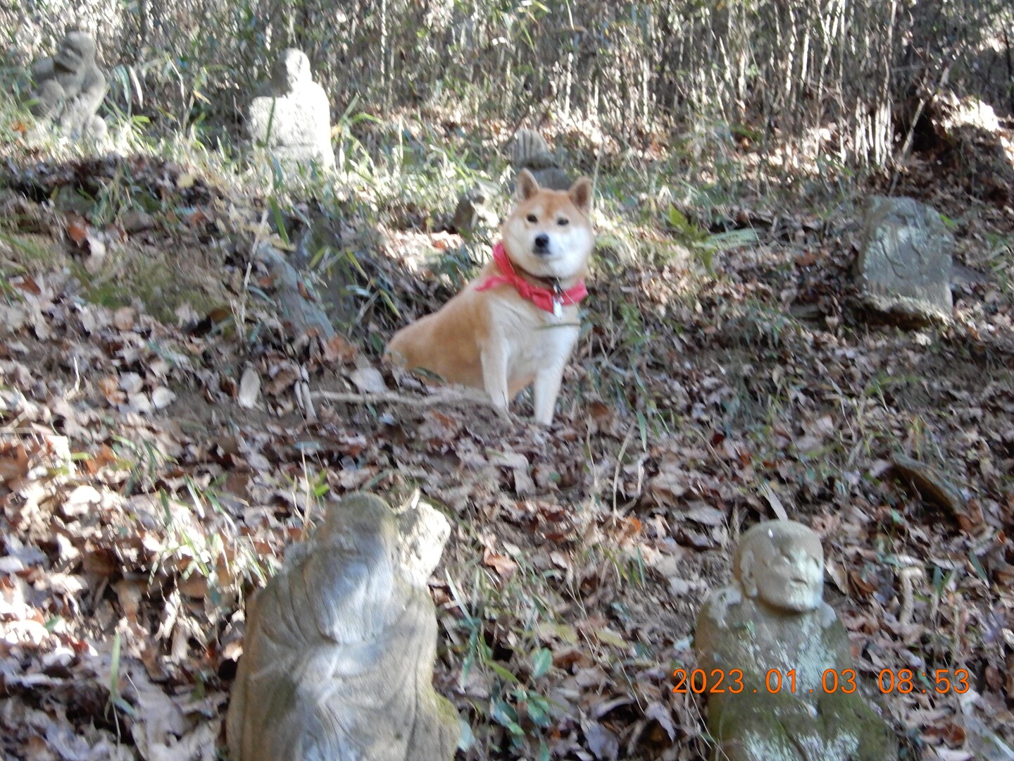 愛犬モモが11月2日、天国に旅立ちました... / momotiさんのモーメント | YAMAP / ヤマップ