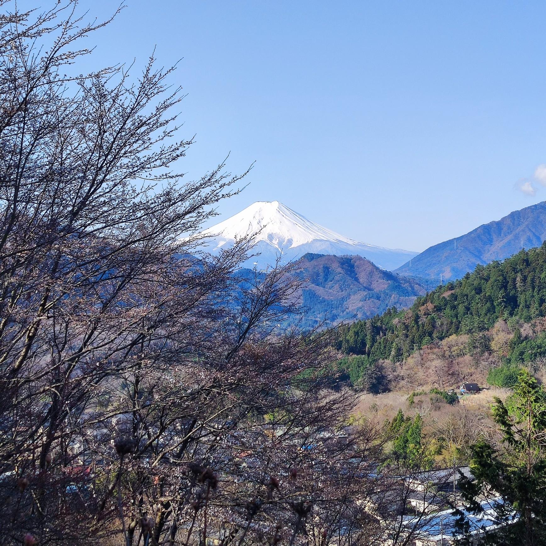 三分咲き🌸お伊勢山と鶴ヶ鳥屋山（辻BS〜初狩駅～笹子駅) / 銀座ハムスターさんのウォーキングの活動データ | YAMAP / ヤマップ