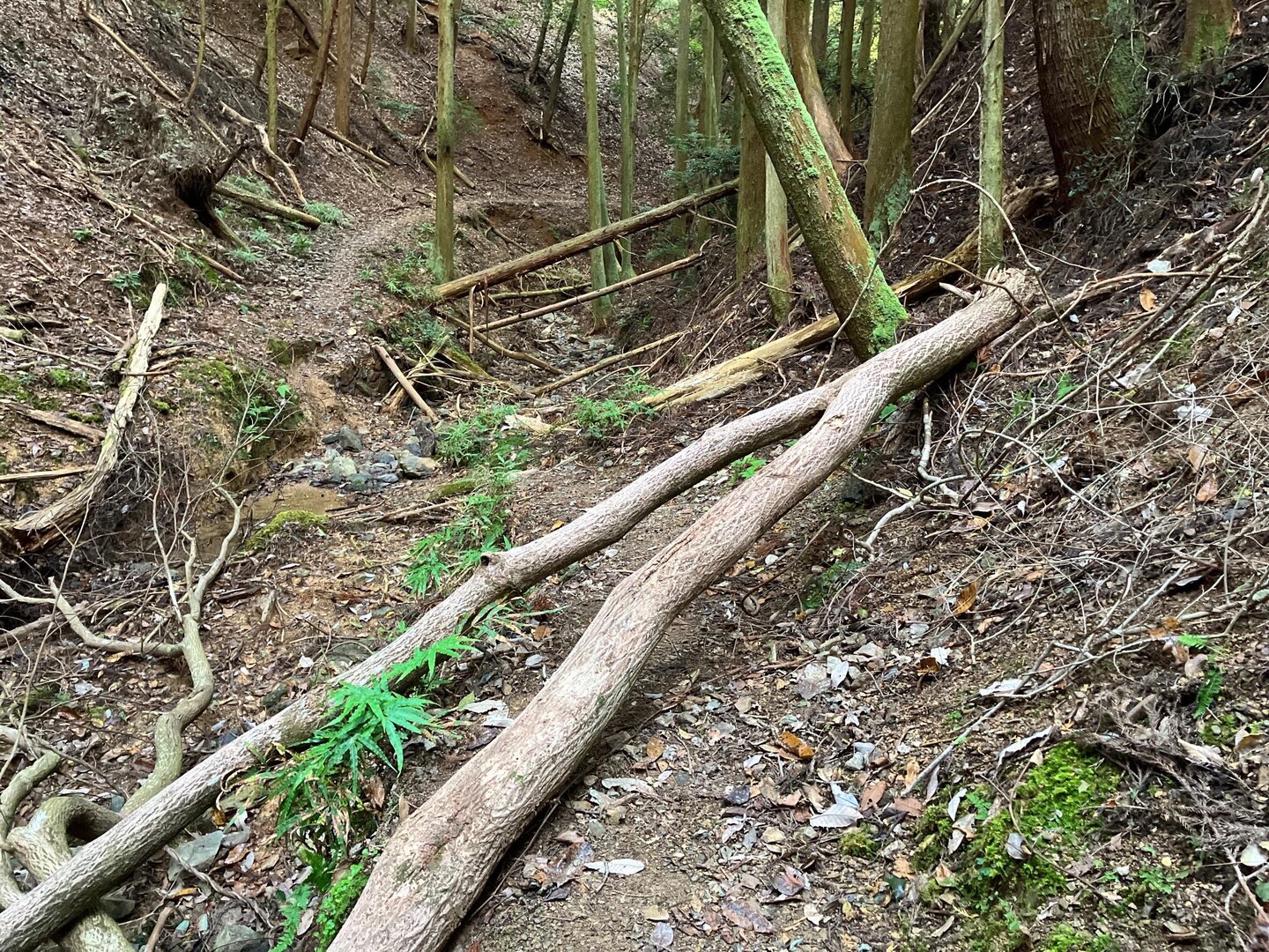 TKAKさんの投稿したフィールドメモ | YAMAP / ヤマップ