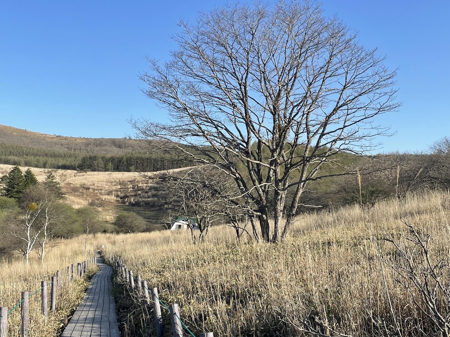 霧ヶ峰・八島ヶ原湿原〜ぶらり山旅の巻〜 / いとうさぎさんの霧ヶ峰・車山・大笹峰の活動データ | YAMAP / ヤマップ