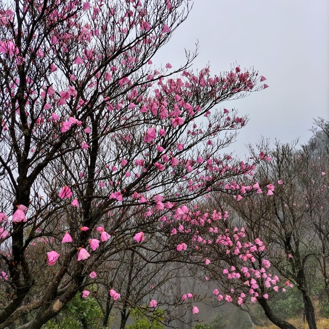 今年初アケボノ 篠山 / kamatyさんの篠山の活動日記 | YAMAP / ヤマップ