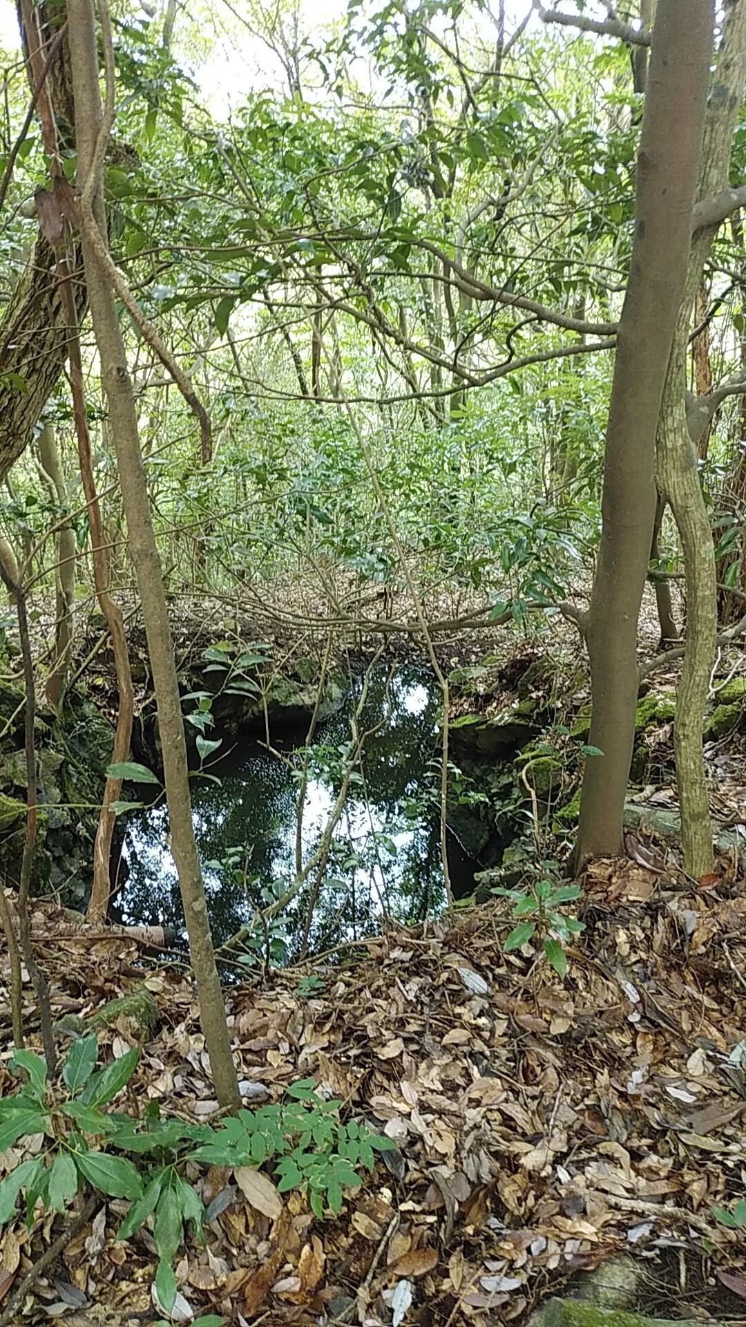 Toshio さんの投稿したフィールドメモ | YAMAP / ヤマップ