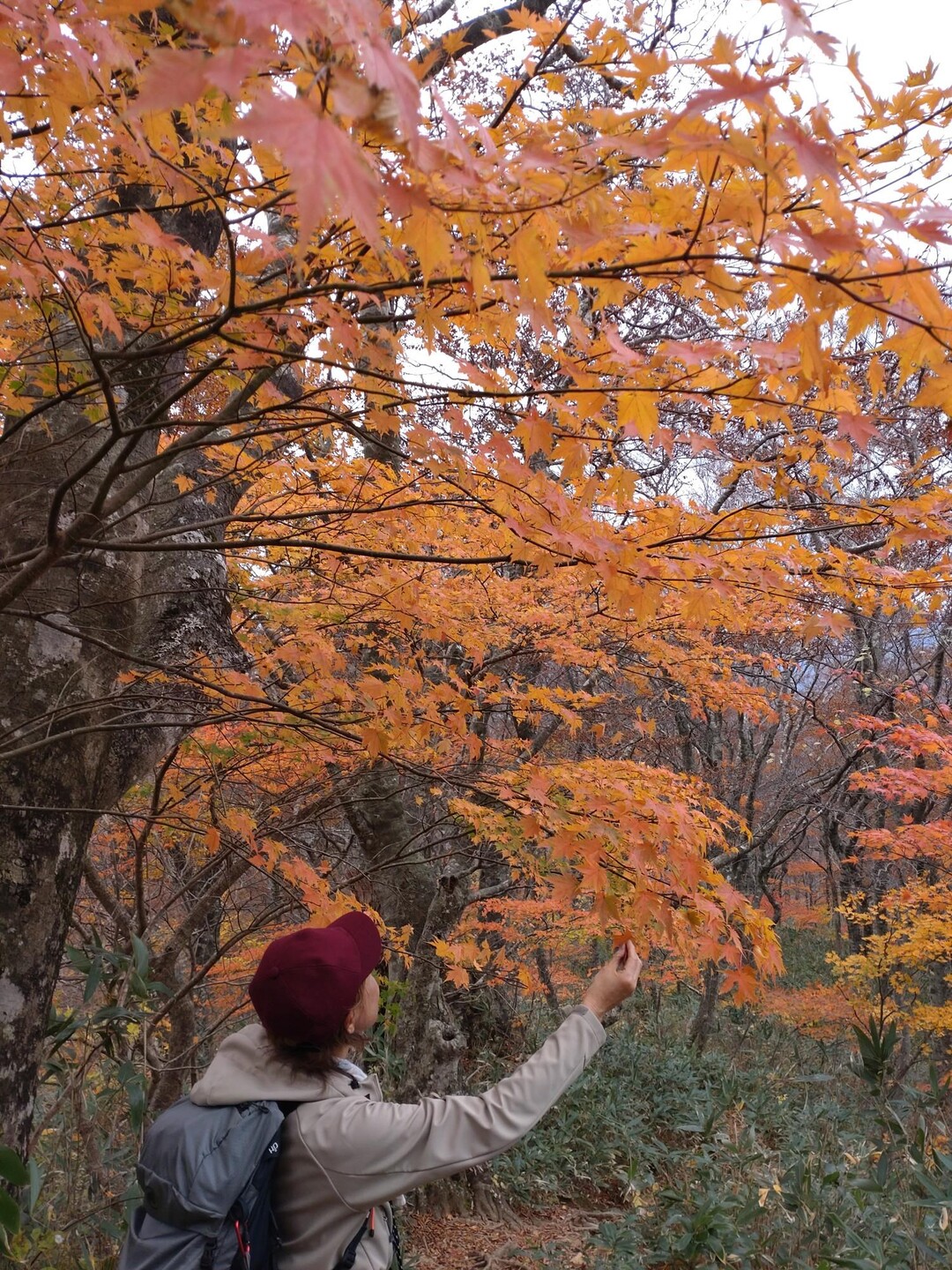 荒島岳（勝原コース） / hana0910さんの荒島岳の活動日記 | YAMAP / ヤマップ