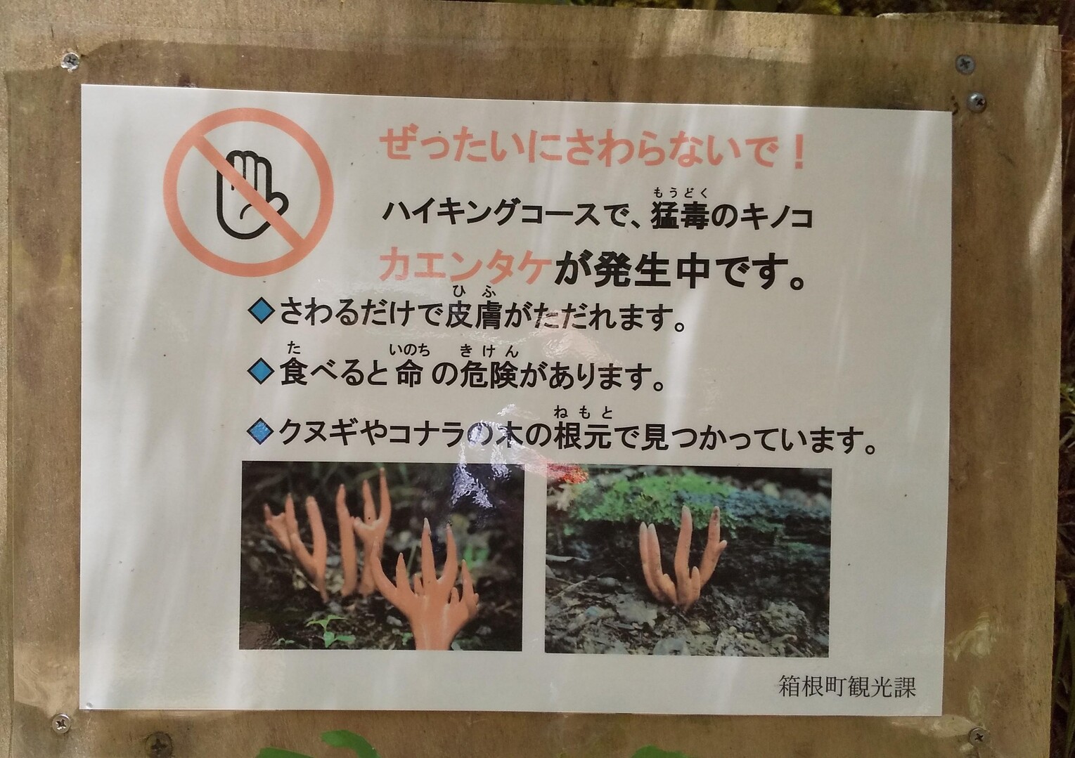 🤗涼~ッ ️お玉ヶ池 etc. / 山徘徊人 ぼっち~さんの箱根山・神山の活動データ | YAMAP / ヤマップ