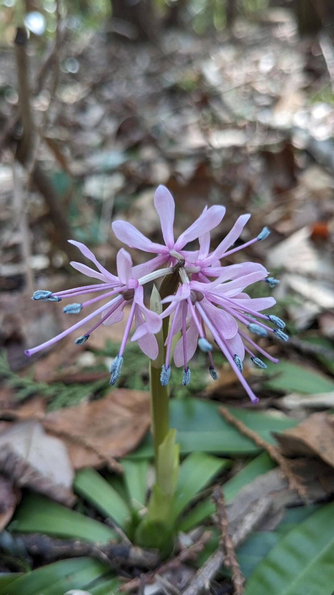 御亭山 / m93さんの御亭山の活動データ | YAMAP / ヤマップ