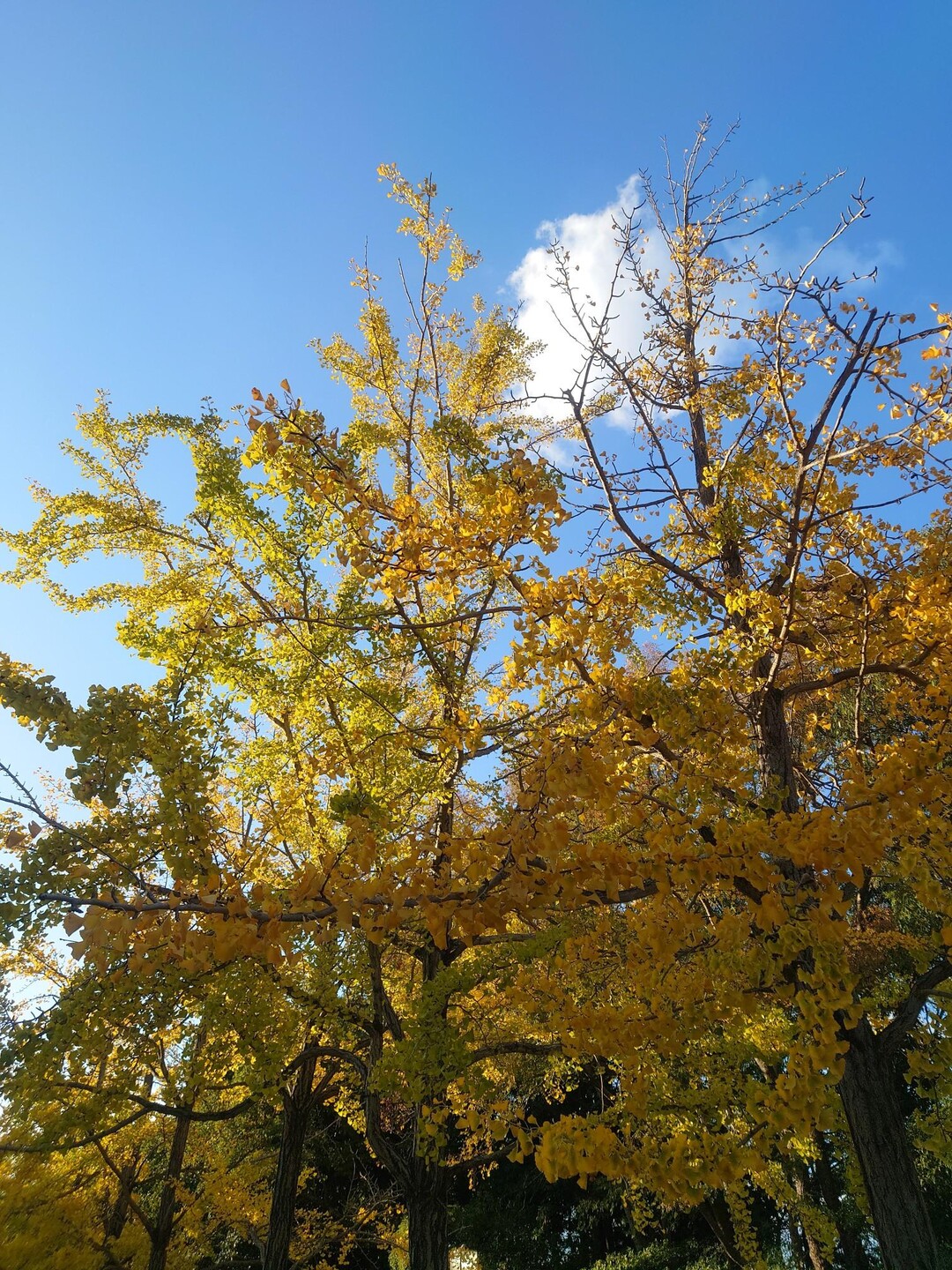 大泉緑地 / momoさんの双子山・笠伏山・小笠山・双ヶ丘の活動データ | YAMAP / ヤマップ