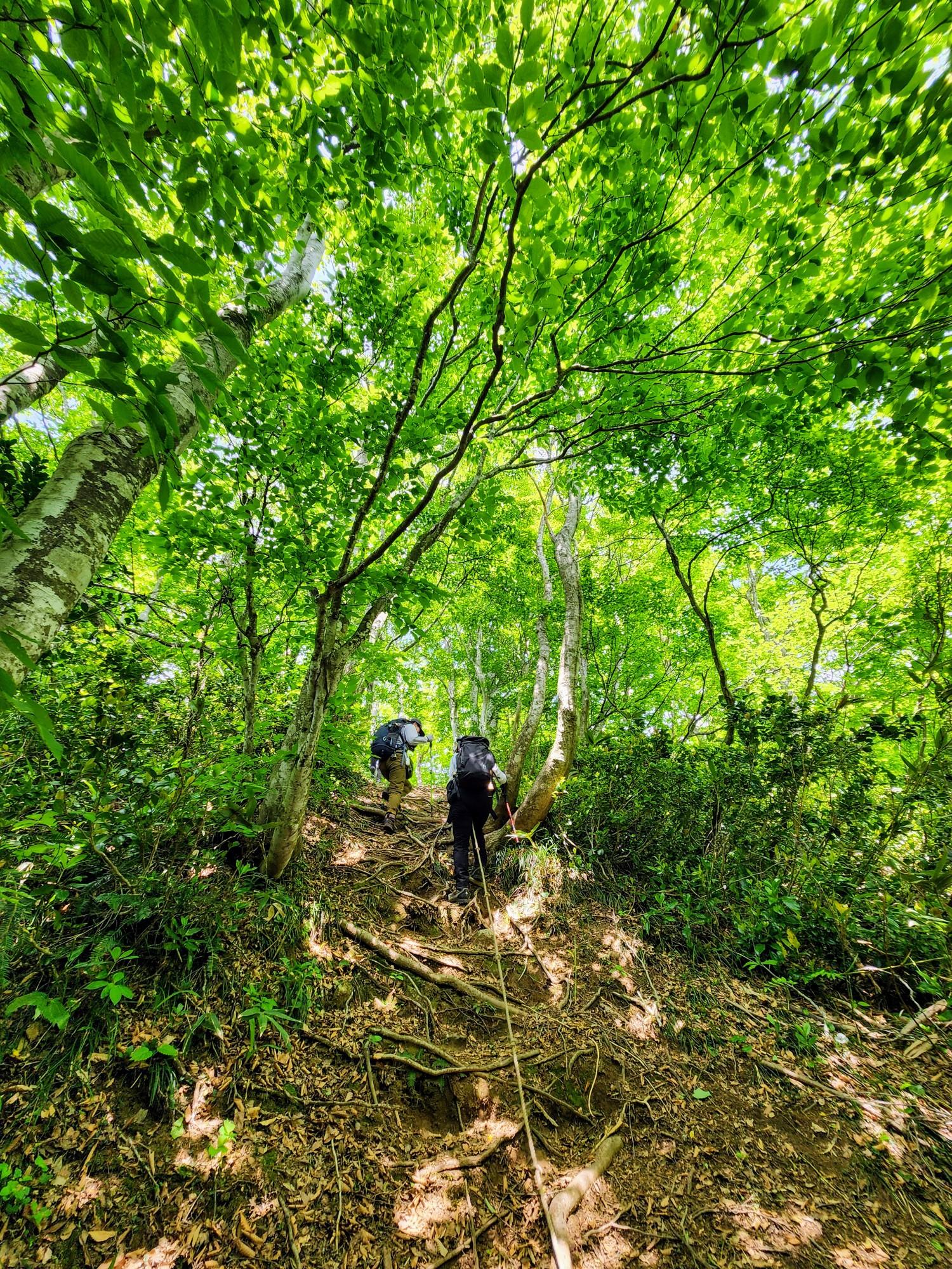 アスレチックな夫婦山😆♪ / chieさんの夫婦山・祖父岳の活動データ | YAMAP / ヤマップ