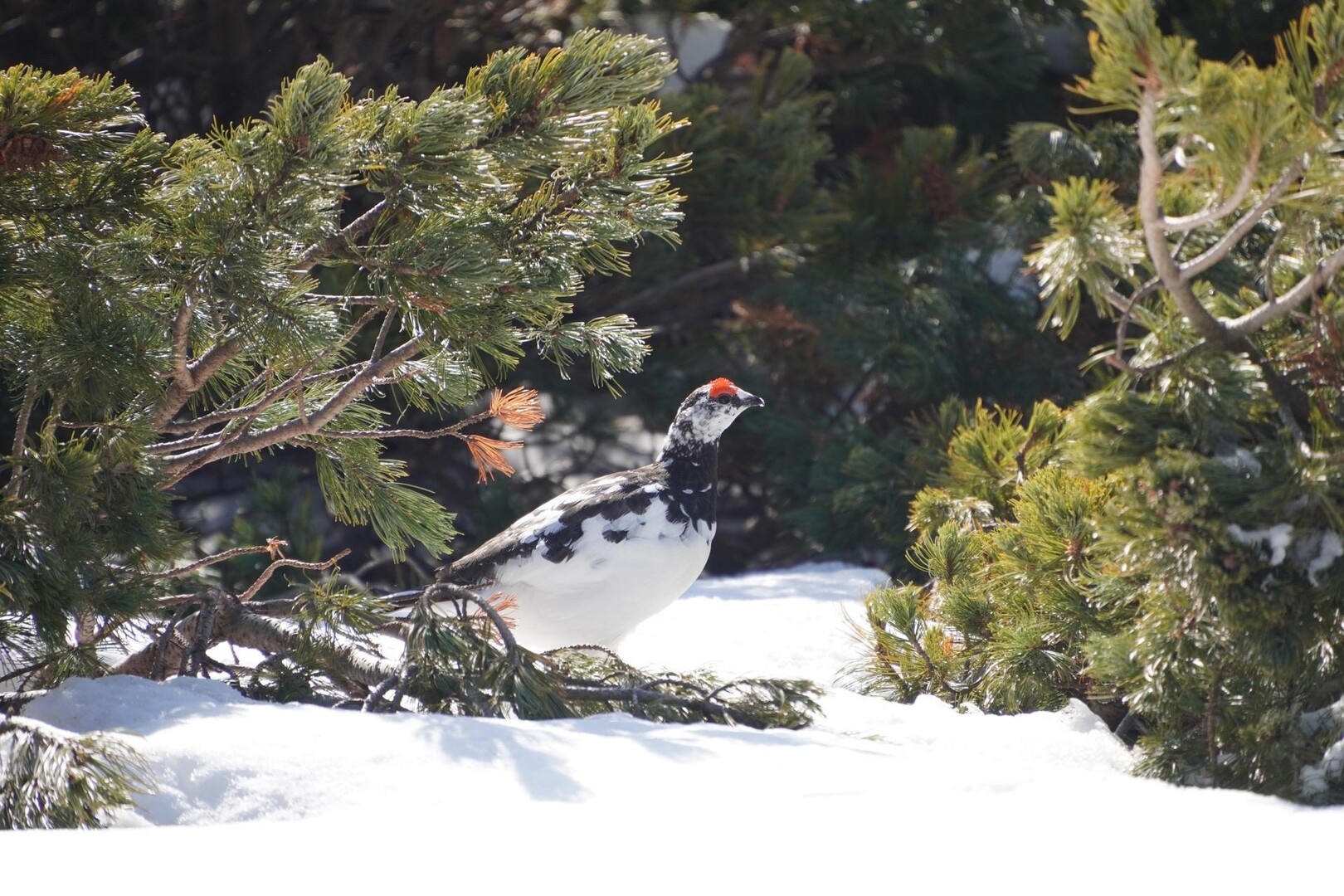 残雪の立山 動画をupしました http... / YUTAさんのモーメント | YAMAP / ヤマップ