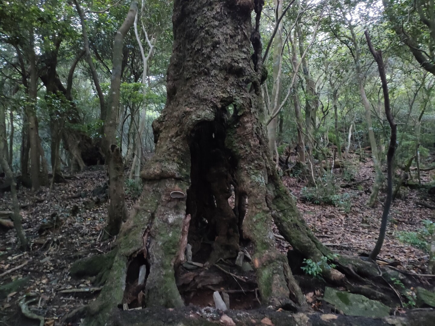 経ヶ岳 / KOKEさんの多良岳・経ヶ岳・五家原岳の活動データ | YAMAP / ヤマップ