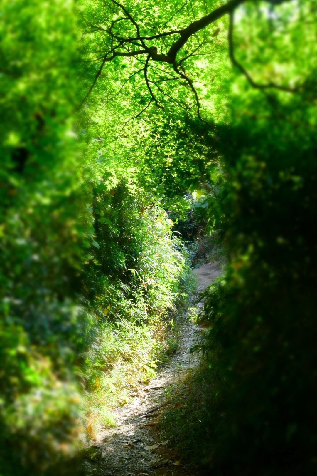 この道を進みます / GIさんのモーメント | YAMAP / ヤマップ