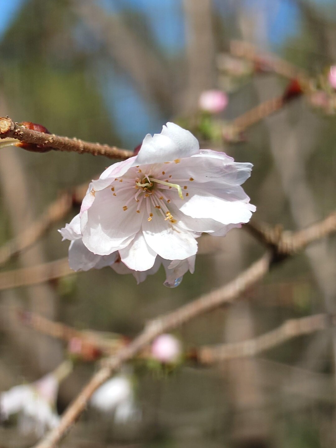 練習（吉峰7.9km,8.5kg,2:10） / S.Shakunagaさんの尖山の活動データ | YAMAP / ヤマップ
