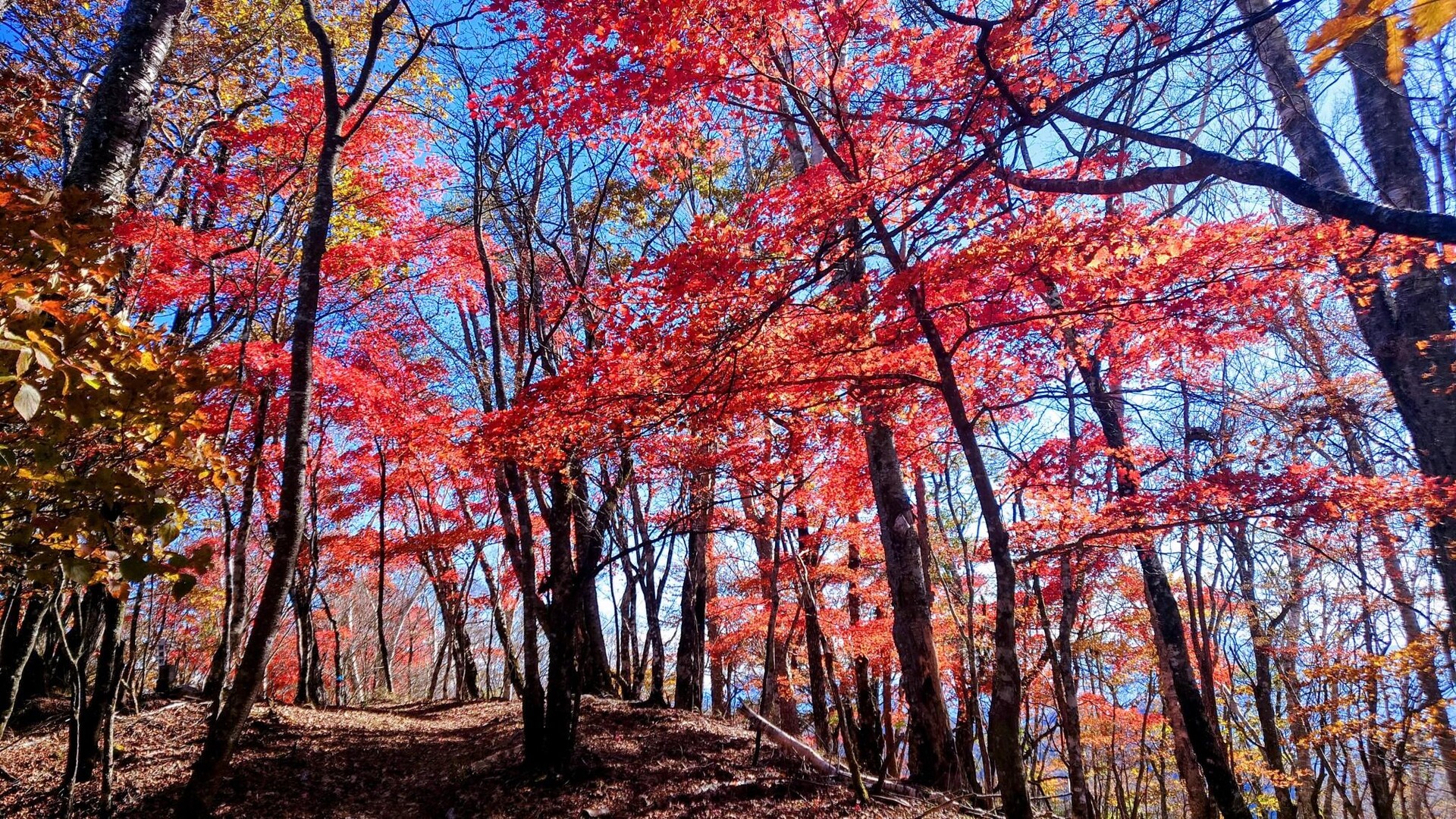 紅葉の小金沢連嶺⛰牛奥ノ雁ヶ腹摺山 / capetaさんの大菩薩嶺・鶏冠山・大マテイ山の活動データ | YAMAP / ヤマップ