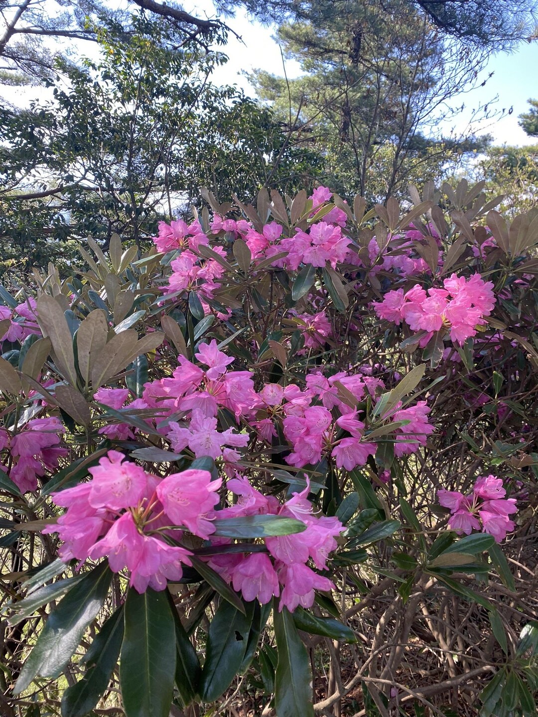 シャクナゲのお山へ（奥城山、大鶴山、城山） / TARUMIさんの舟御光山の活動データ | YAMAP / ヤマップ