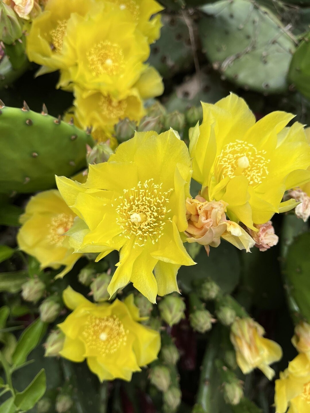 鬼落山・石井山・高山 / ayaka-Kさんの鹿嵐山の活動データ | YAMAP / ヤマップ