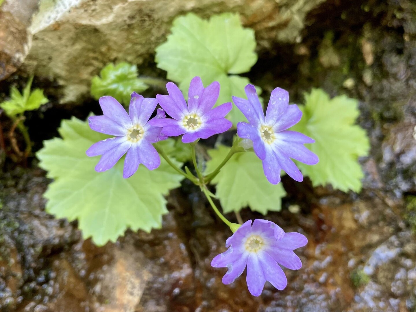 稲村ヶ岳で花活 ️ / otaksaさんの観音峯山・大普賢岳・山上ヶ岳・稲村ヶ岳の活動データ | YAMAP / ヤマップ