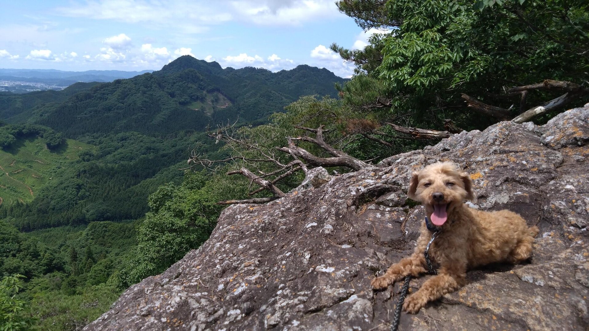 🐕鞍掛山〜540P〜斑根石山〜古賀志山 / NARIさんの古賀志山・赤岩山・鞍掛山・男抱山・半蔵山の活動データ | YAMAP / ヤマップ