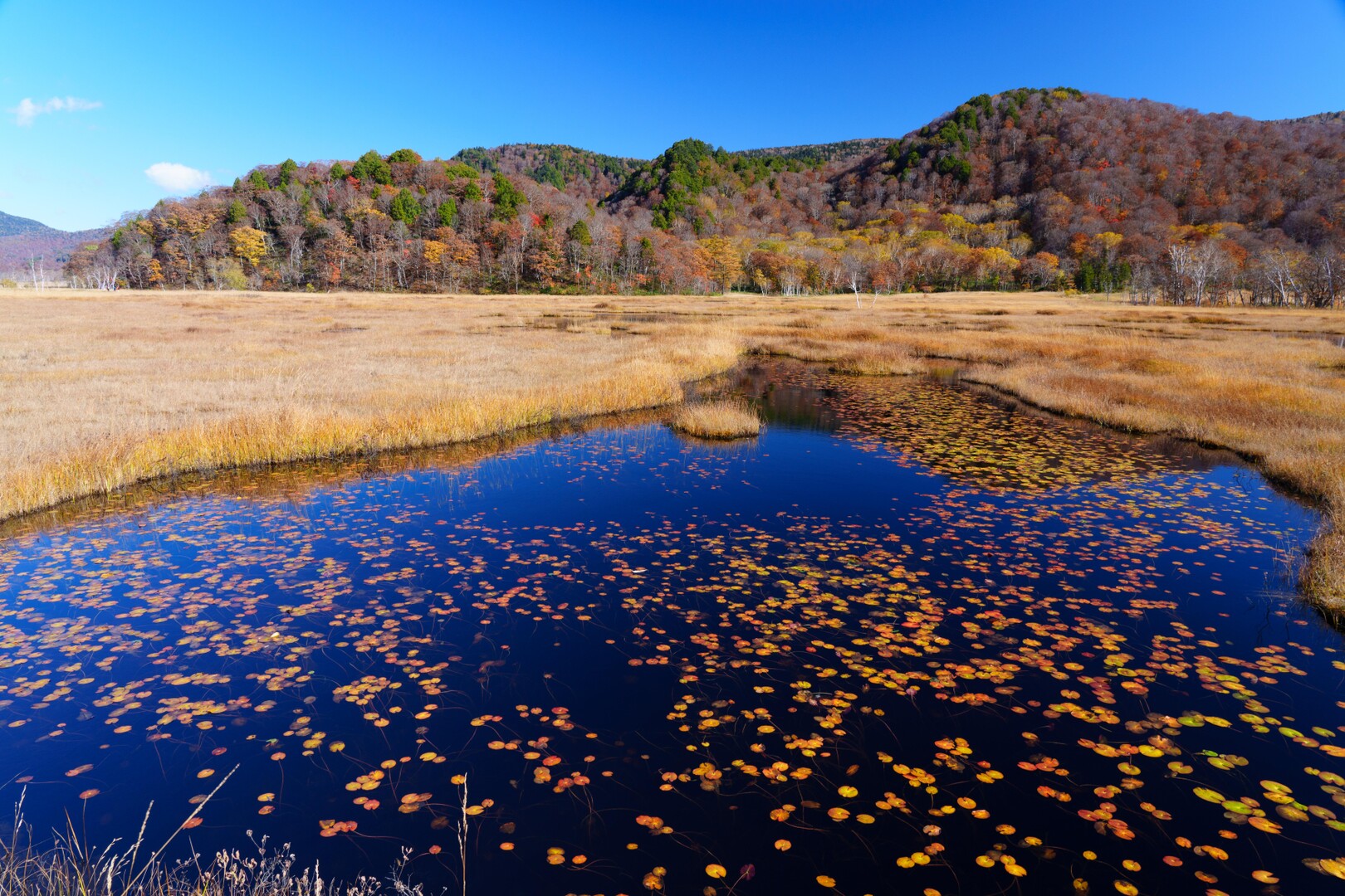 鳩待峠から周回（アヤメ平・富士見峠・見晴・山の鼻・至仏山） / Masa.Rさんの尾瀬・燧ヶ岳の活動日記 | YAMAP / ヤマップ
