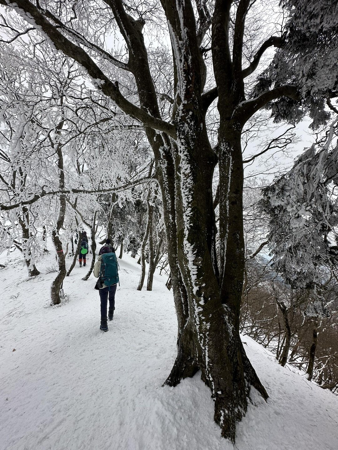 綿向山霧氷鑑賞ツアー / asobimanさんの綿向山の活動データ | YAMAP / ヤマップ