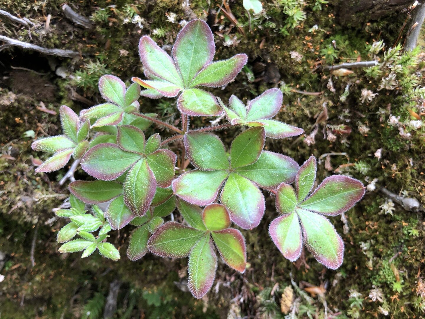 弁天ノ森・弥山・八経ヶ岳（八剣山・仏経ヶ岳）24.500歩 / 優布香(ゆうか)さんの八経ヶ岳の活動データ | YAMAP / ヤマップ