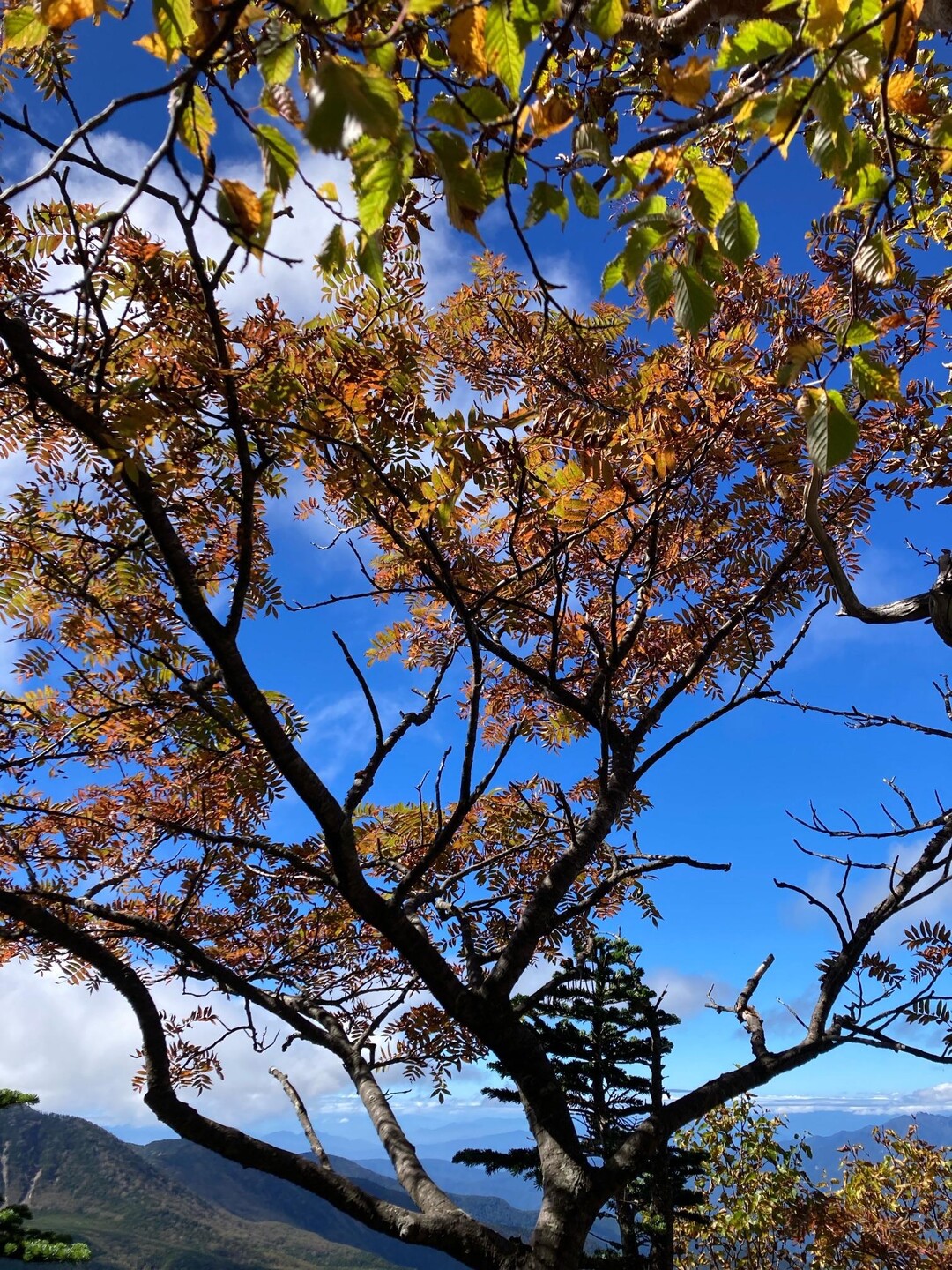 リベンジ！日光白根山 / o-daijinさんの日光白根山・五色山・錫ヶ岳の活動データ | YAMAP / ヤマップ