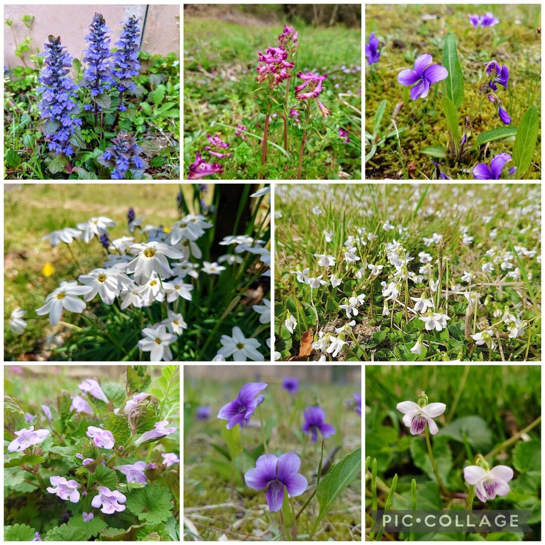 春だ春だ🌼*･ 庭のあちこちに種が飛... / tomo⚓さんのモーメント | YAMAP / ヤマップ