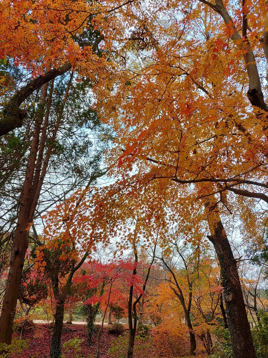 源氏山（三島池） / kzさんの鳥羽上山・横山の活動日記 | YAMAP / ヤマップ