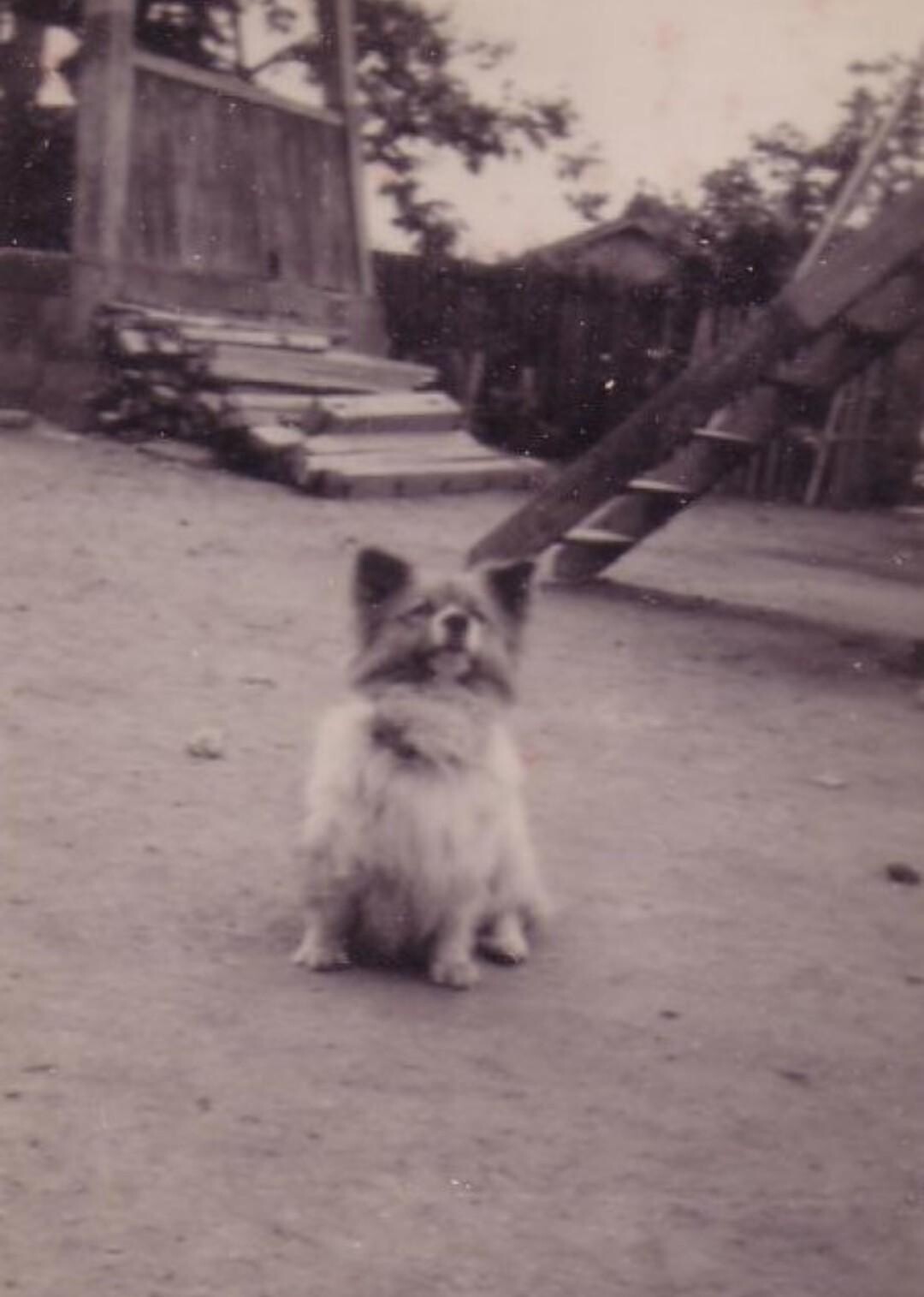 1962年春から1970年春(3/31)... / コックンさんのモーメント | YAMAP / ヤマップ