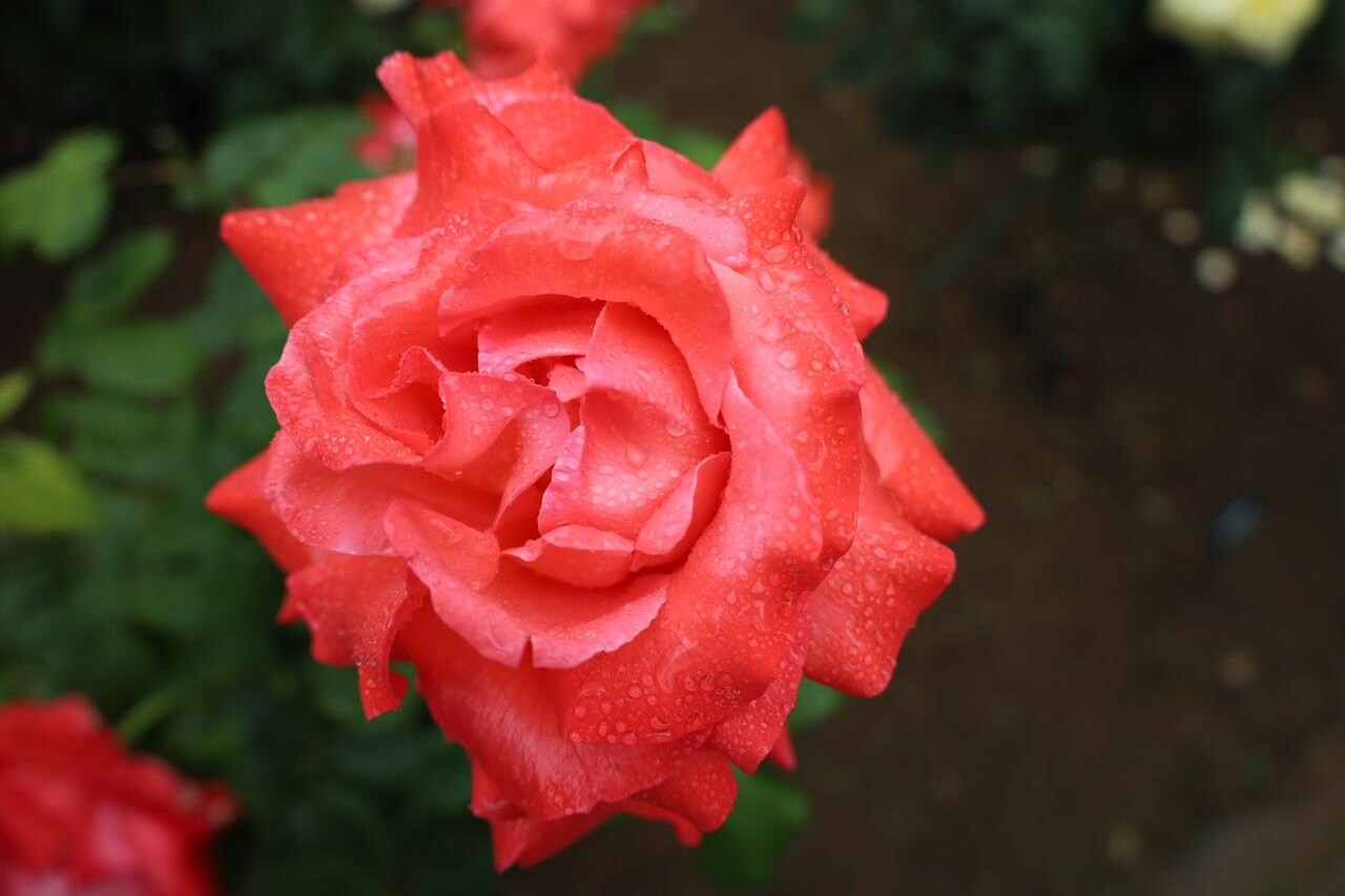 koujiのページ | YAMAP / ヤマップ