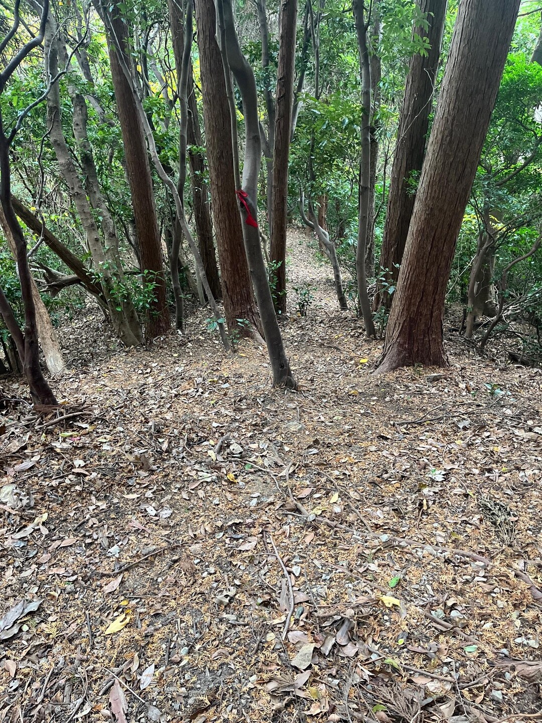 nekodakeさんの投稿したフィールドメモ | YAMAP / ヤマップ