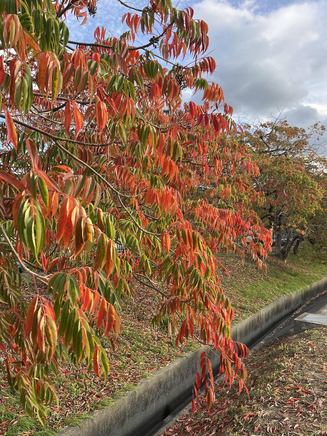 柳坂曽根のハゼ並木へ！ 紅葉のピークはも... / hiyoさんのモーメント | YAMAP / ヤマップ