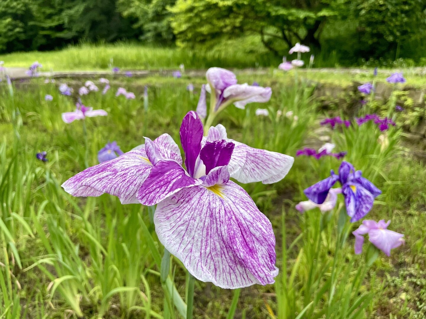 八王子で朝活💐つつじ山・bar / qchan9chanさんの八王子市の活動データ | YAMAP / ヤマップ