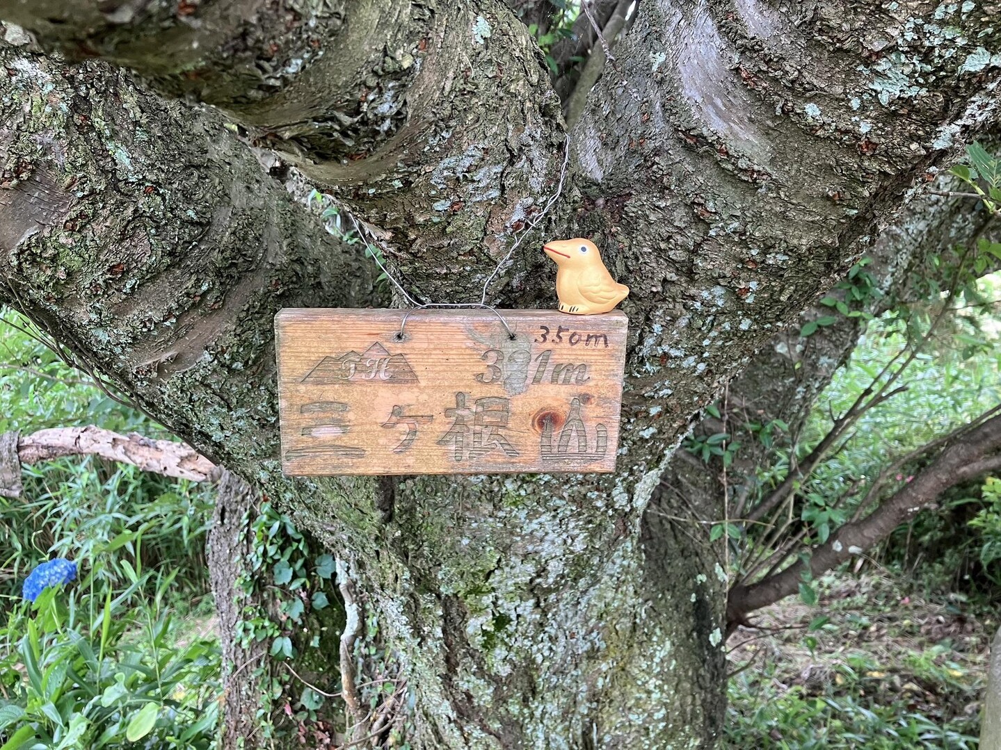 三ヶ根山・三ヶ根山最高点 / yt.crowさんの三ヶ根山の活動データ | YAMAP / ヤマップ