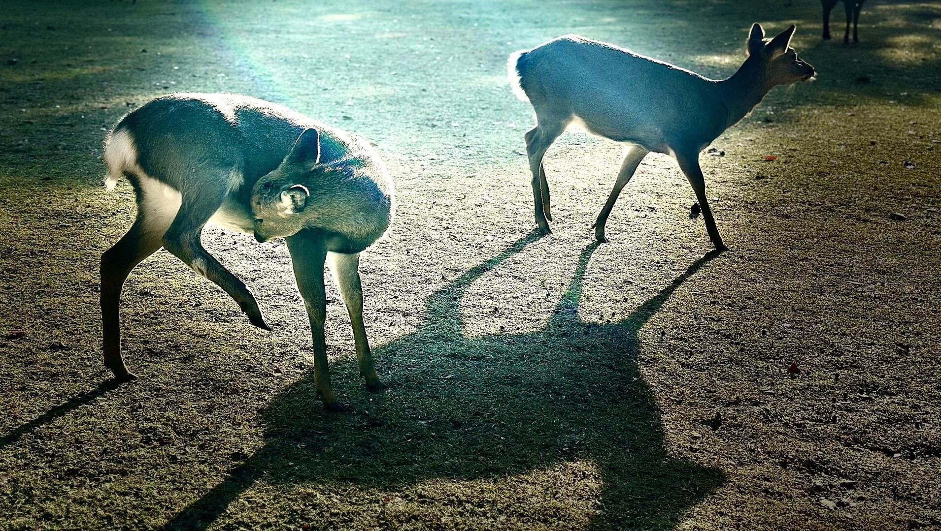 奈良 正倉院展-2023-11-13 / syuuさんのウォーキングの活動データ | YAMAP / ヤマップ