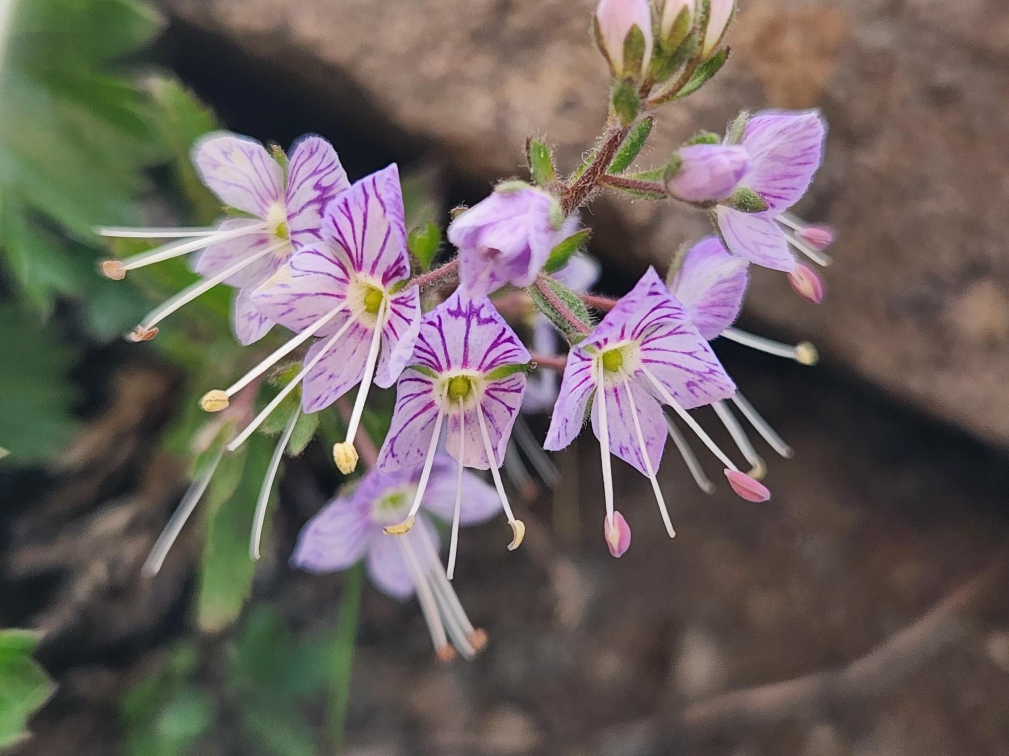 バンダイクワガタに会いに行ってきた 磐梯山 / papiさんの磐梯山・雄国山・赤埴山の活動データ | YAMAP / ヤマップ